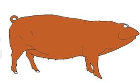 Duroc