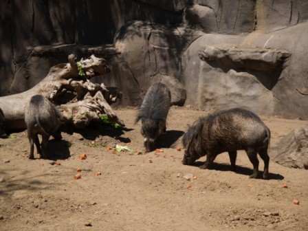 pigsusvisa