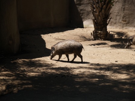 pigsusvisa