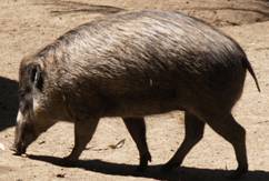 pigsusvisa