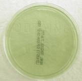 Basic Swine Bacteriology