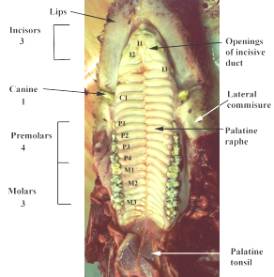 CLINICAL GROSS ANATOMY OF THE INTESTINAL TRACT