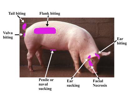 TAIL BITING AND OTHER VICES