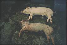 Swine Diseases - Clinical Signs - Skin Conditions